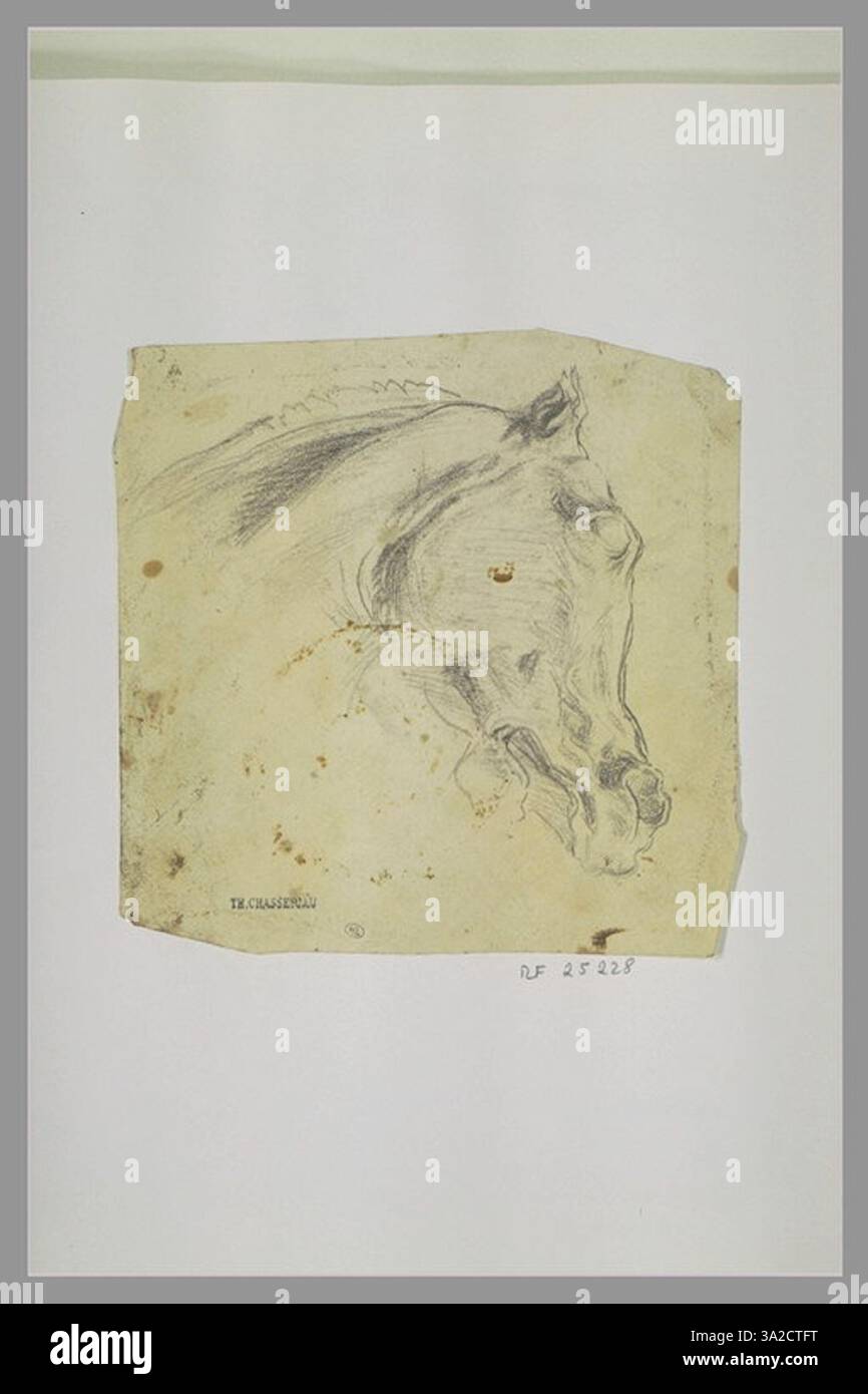 This study features the head of a horse, focusing on the facial ...