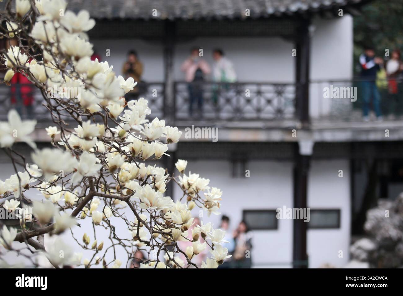 Magnolia flowers bloom at He Garden in Yangzhou City, east China's ...