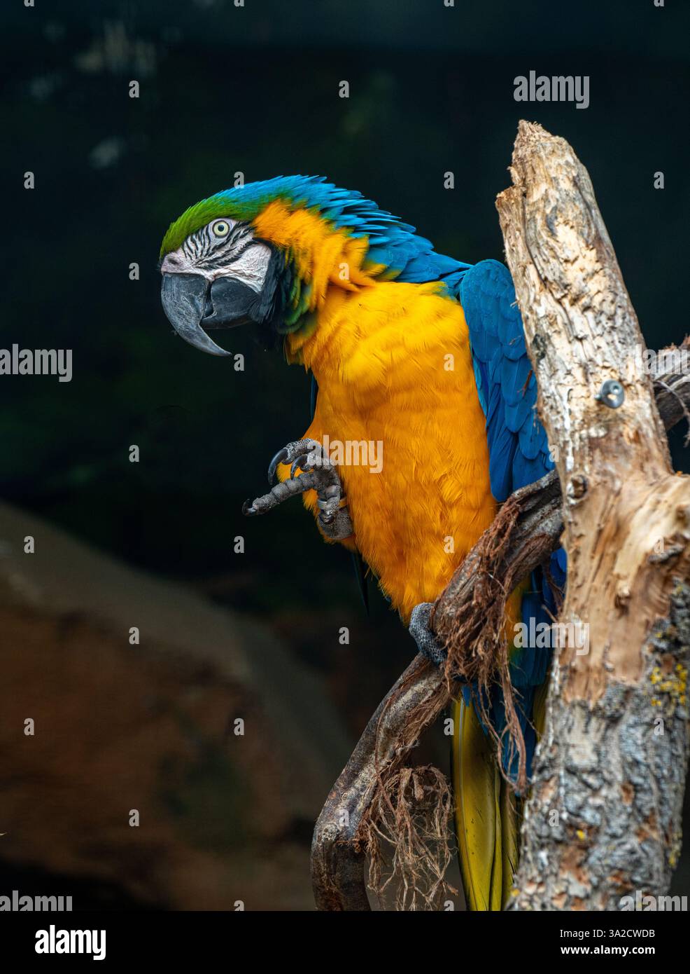 Blue and Yellow Macaw Parrot , Ara ararauna , also known as the Blue and Gold Macaw. Bali ...