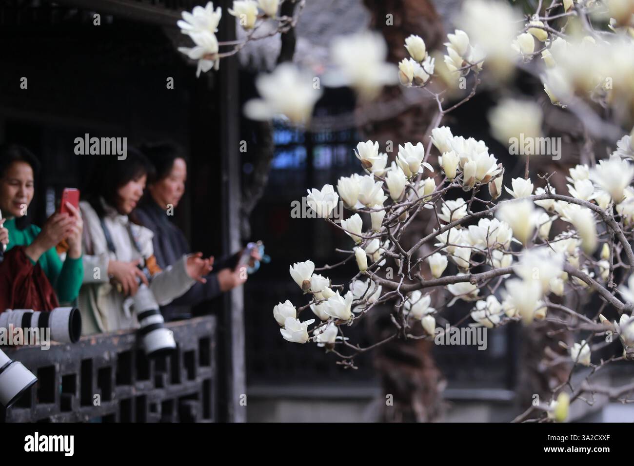 Magnolia flowers bloom at He Garden in Yangzhou City, east China's ...