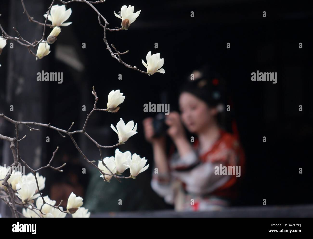 Magnolia flowers bloom at He Garden in Yangzhou City, east China's ...