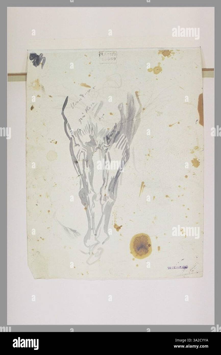 Understanding horse anatomy hi-res stock photography and images - Alamy
