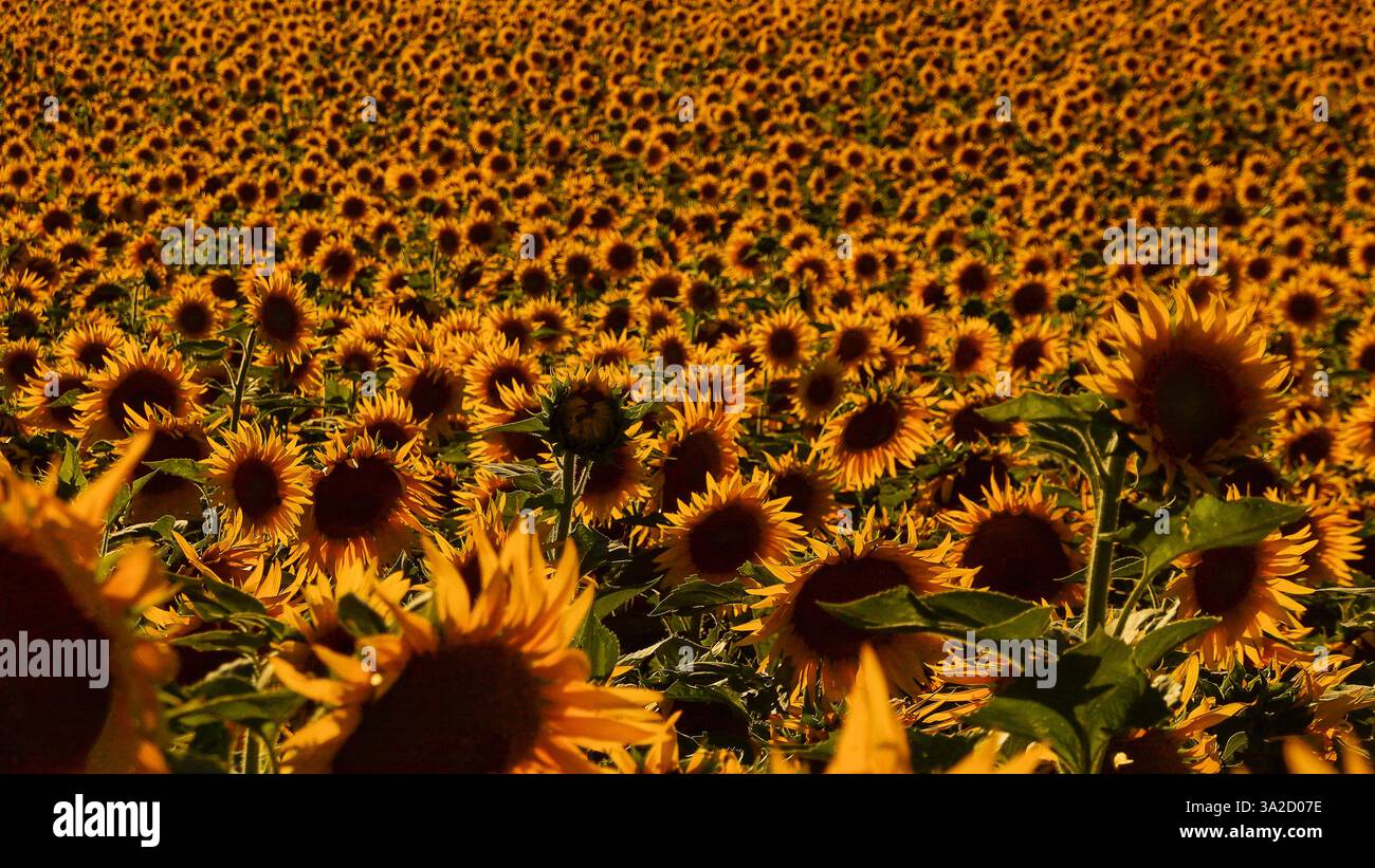 Endless sunflower field under the warm sun, a golden sea of blooming ...