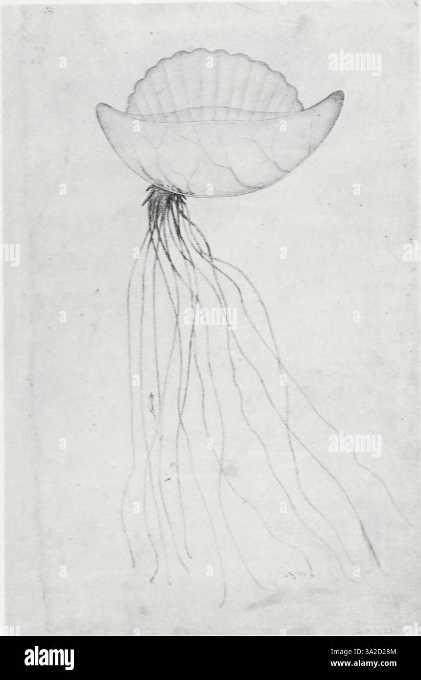 This 1540–1593 illustration by John White, part of the Hulton 1984 ...