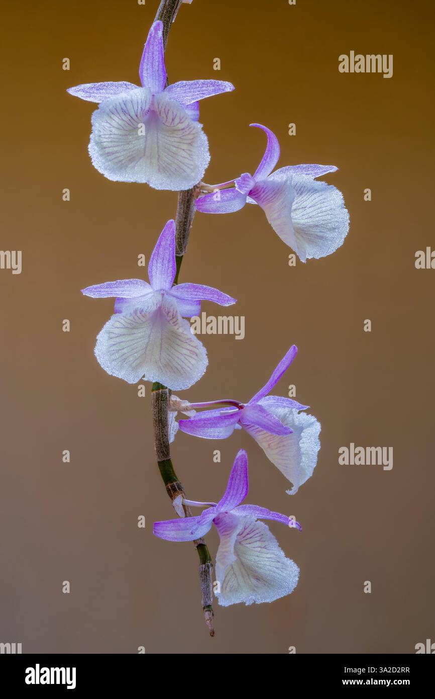 Closeup view of isolated backlit purple pink and creamy white flowers ...