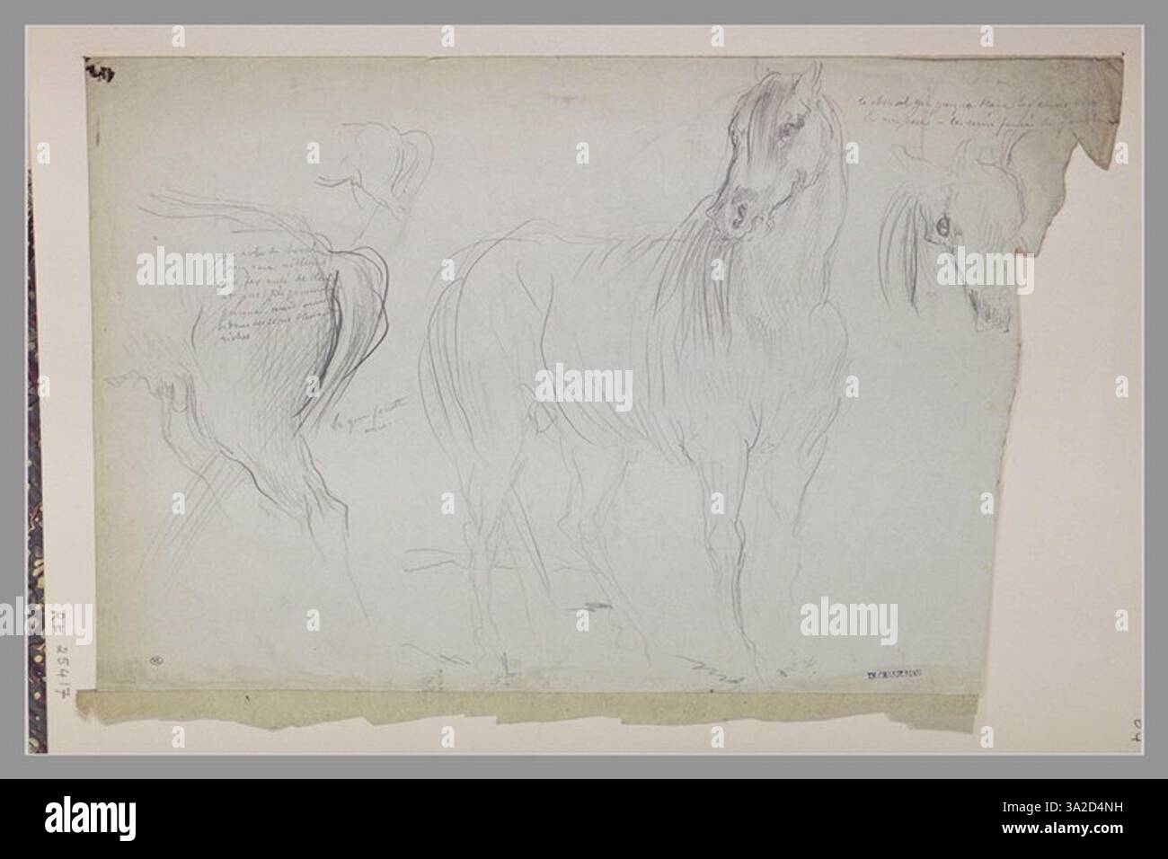 A study of horses, with a focus on their posture, muscle definition ...