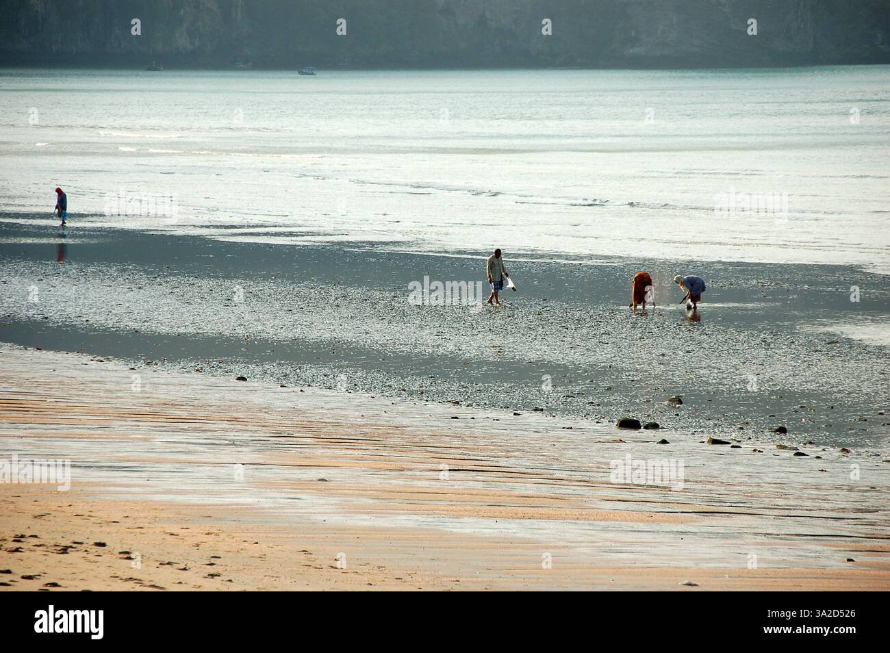 Locals searching for shells and small sea creatures on the wet sand of ...