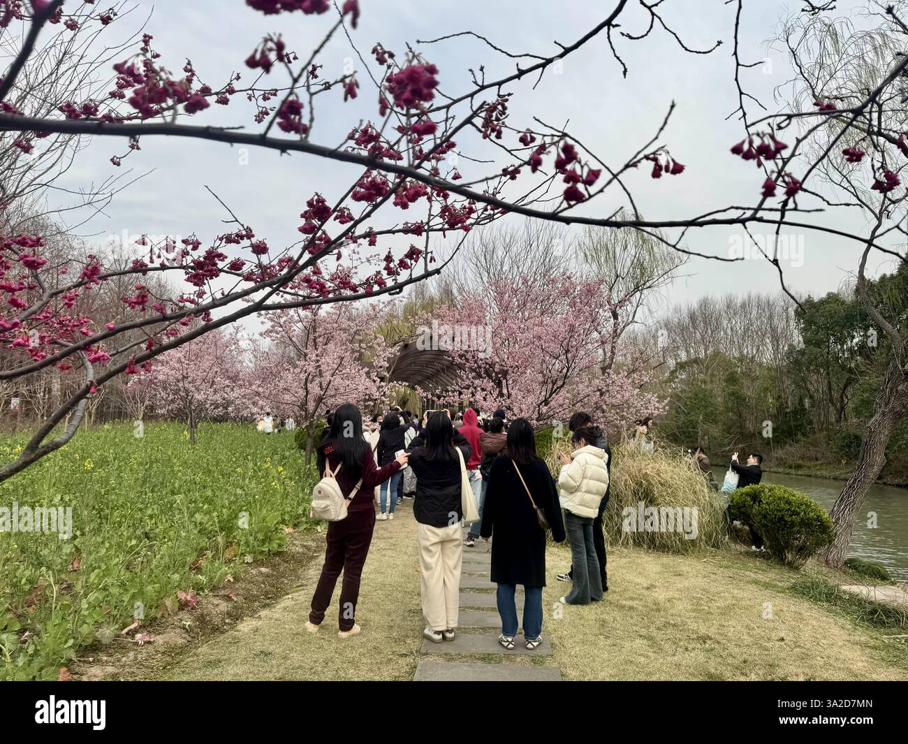 Cherry trees burst into bloom at Gucun Park in Shanghai, China, 9 March ...