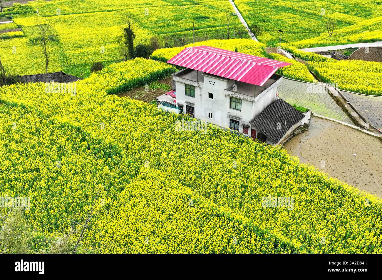 Aerial photo shows blooming cole flowers in Chongqing, China, 10 March ...