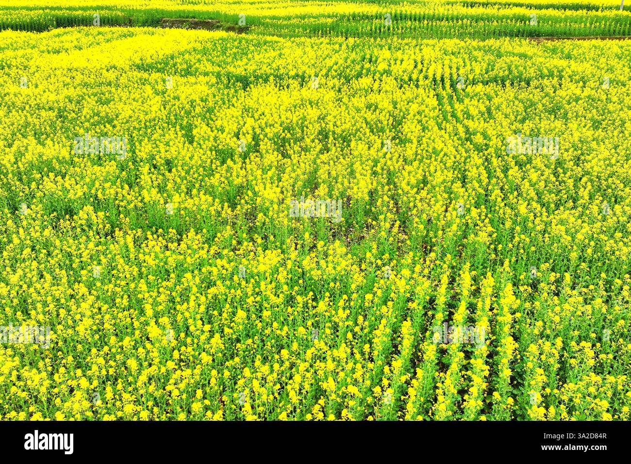 Aerial photo shows blooming cole flowers in Chongqing, China, 10 March ...