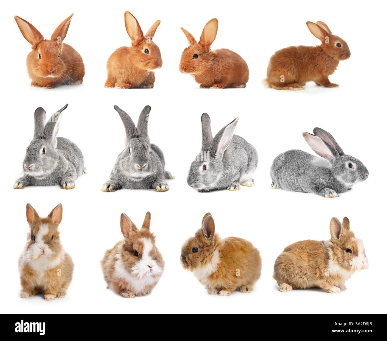 Cute fluffy rabbits isolated on white, set Stock Photo - Alamy