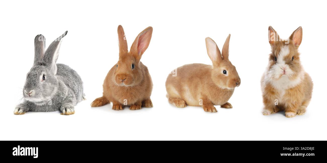 Cute fluffy rabbits isolated on white, set Stock Photo - Alamy