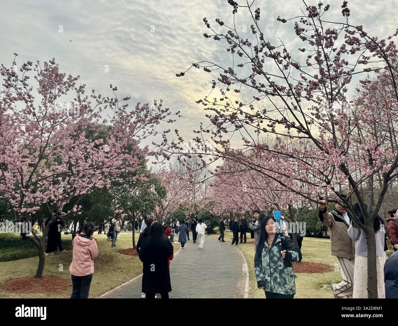 Cherry trees burst into bloom at Gucun Park in Shanghai, China, 9 March ...