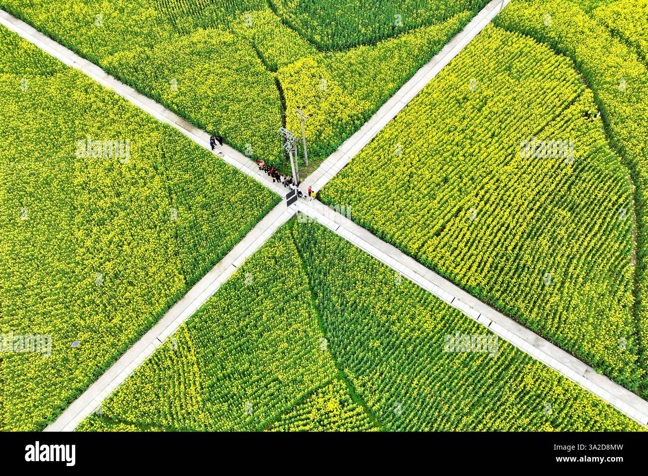 Aerial photo shows blooming cole flowers in Chongqing, China, 10 March ...