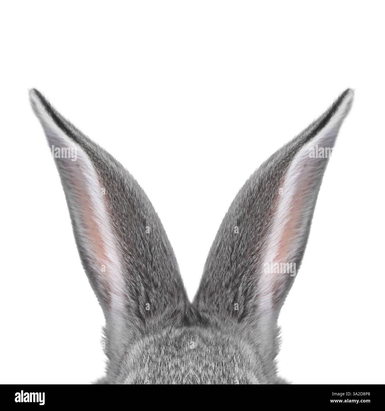 Cute grey rabbit ears on white background Stock Photo - Alamy