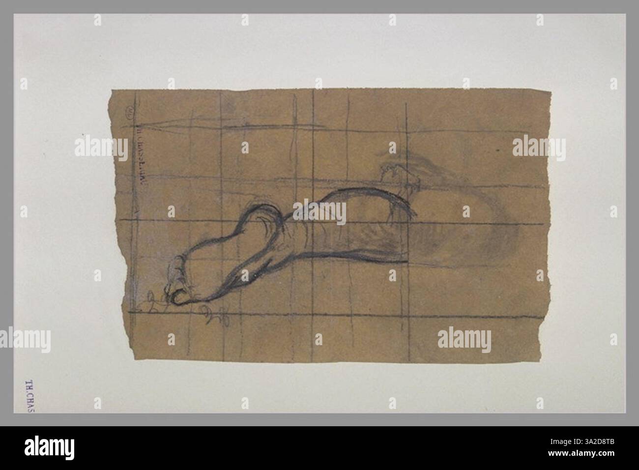 This artwork shows the left leg viewed from the sole of the foot ...