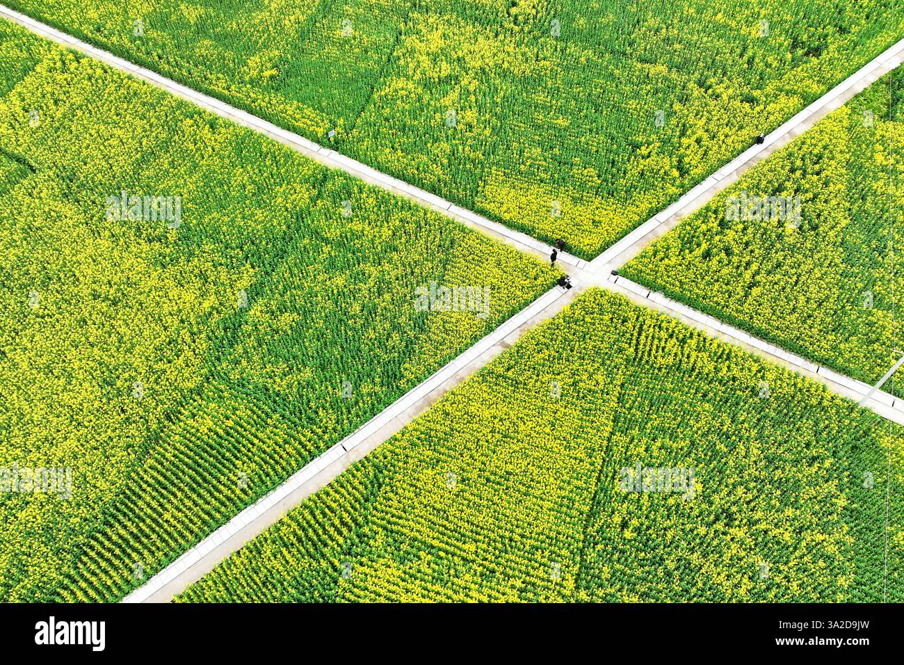 Aerial photo shows blooming cole flowers in Chongqing, China, 10 March ...