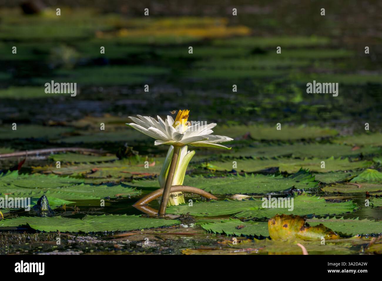 A native water-lily blossom on a freshwater wetland pond being ...