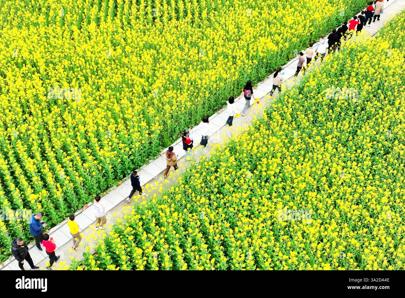 Aerial photo shows blooming cole flowers in Chongqing, China, 10 March ...