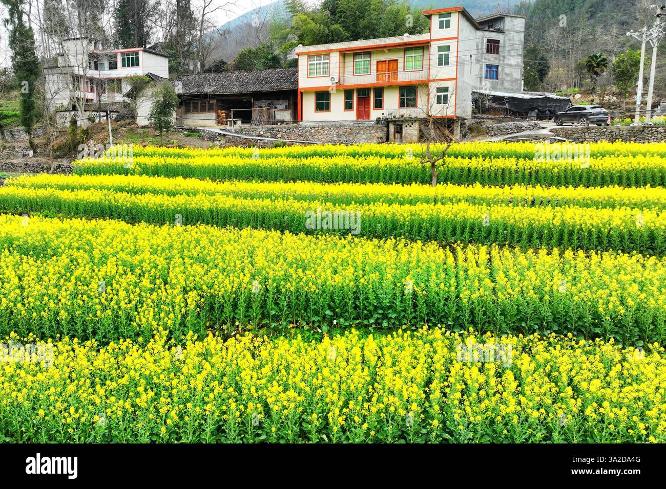 Aerial photo shows blooming cole flowers in Chongqing, China, 10 March ...