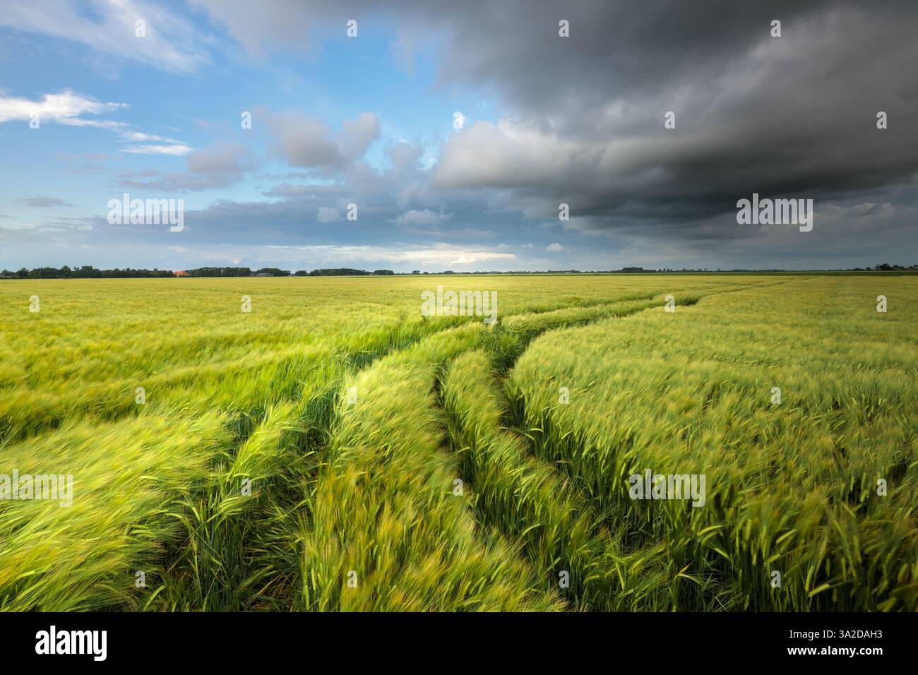 Grain fields Groningen - Dark clouds drift over the grain fields in the ...