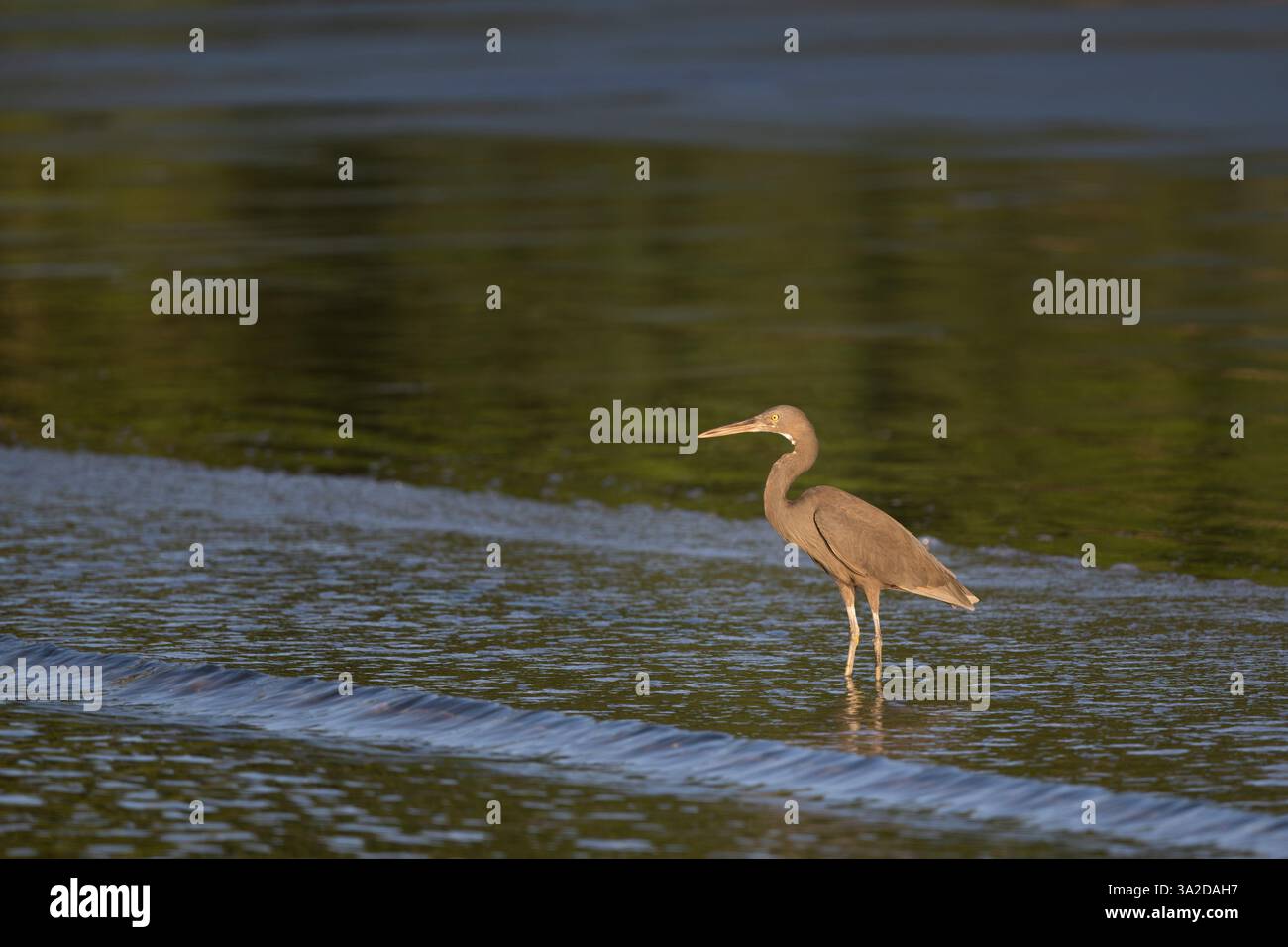 A bathed in gorgeous morning light a Pacific Reef Egret stands on the ...