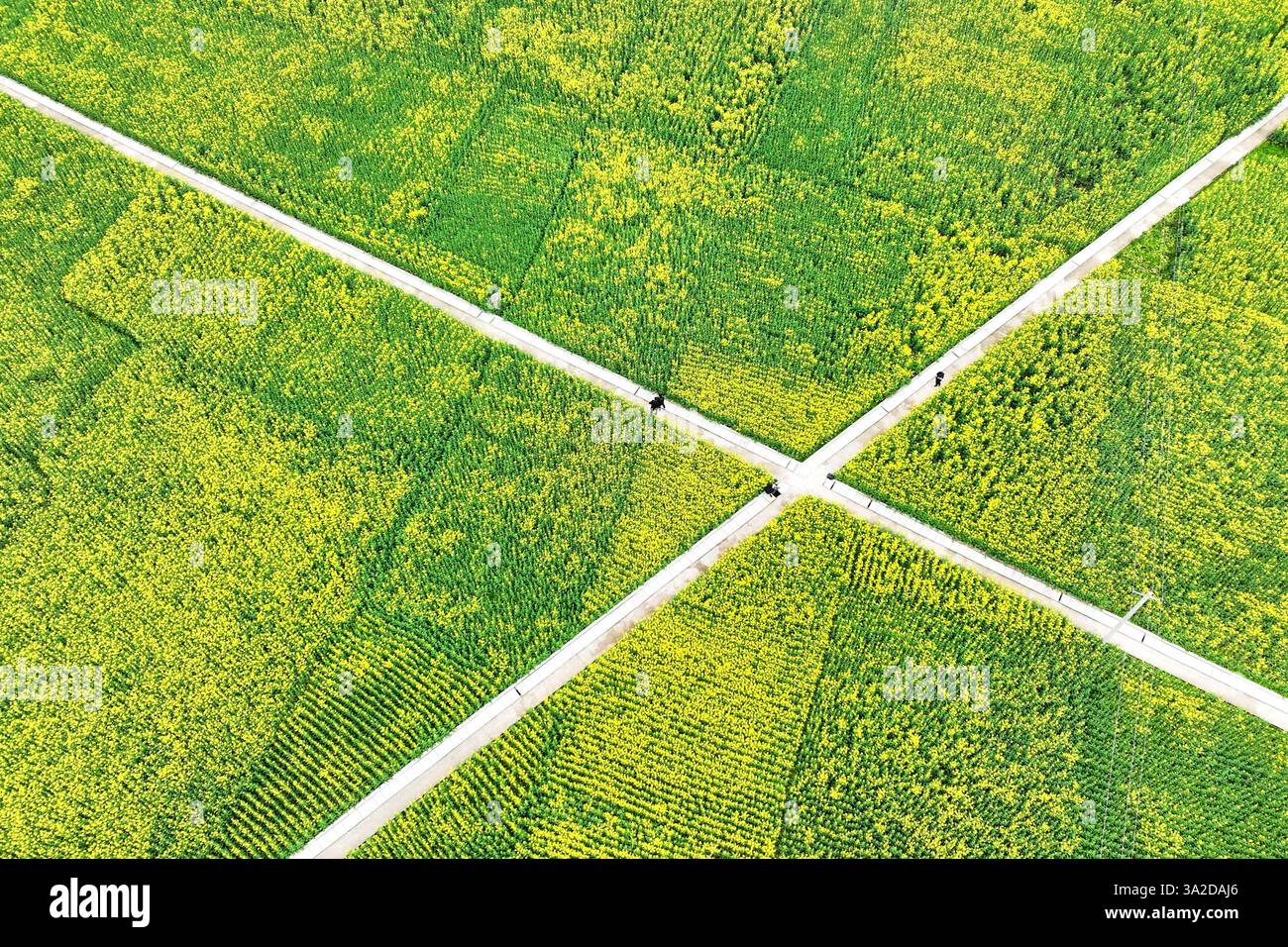 Aerial photo shows blooming cole flowers in Chongqing, China, 10 March ...