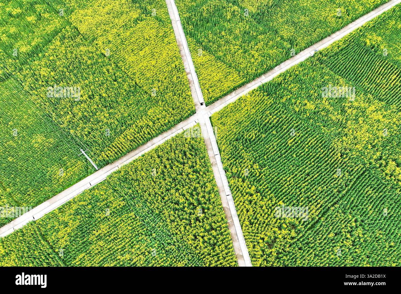 Aerial photo shows blooming cole flowers in Chongqing, China, 10 March ...