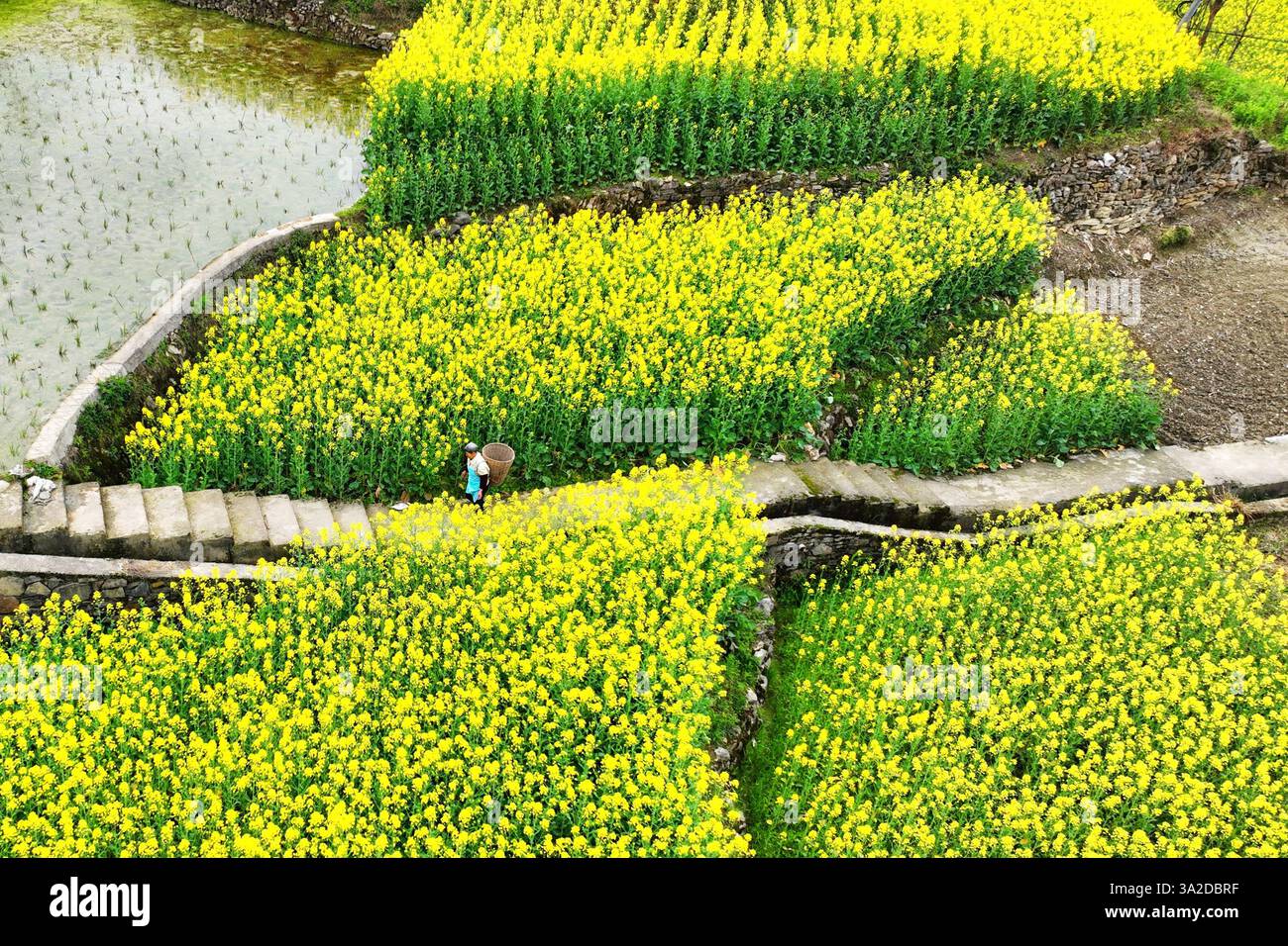 Aerial photo shows blooming cole flowers in Chongqing, China, 10 March ...