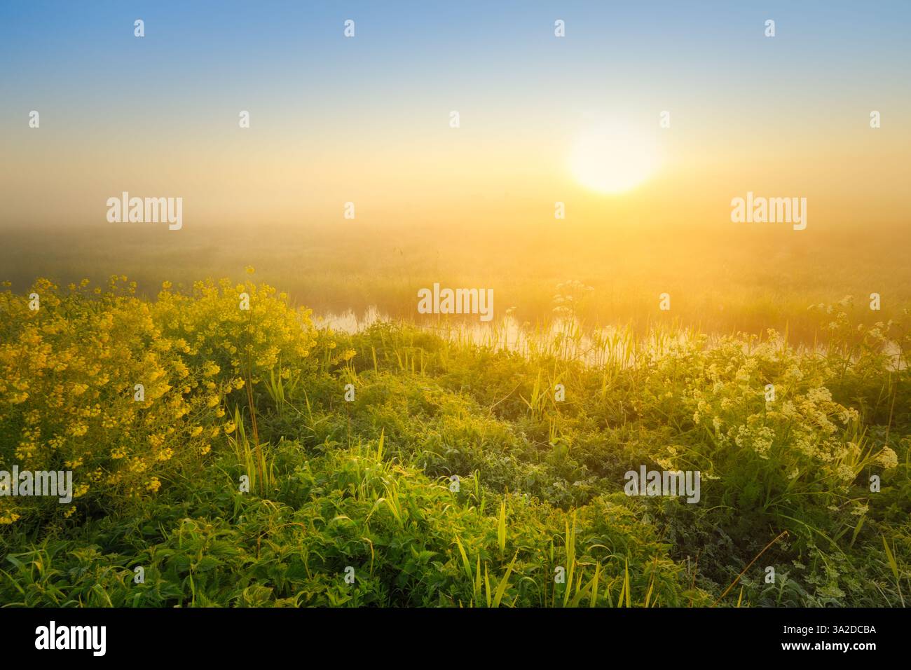 Sunrise over flowers hi-res stock photography and images - Alamy