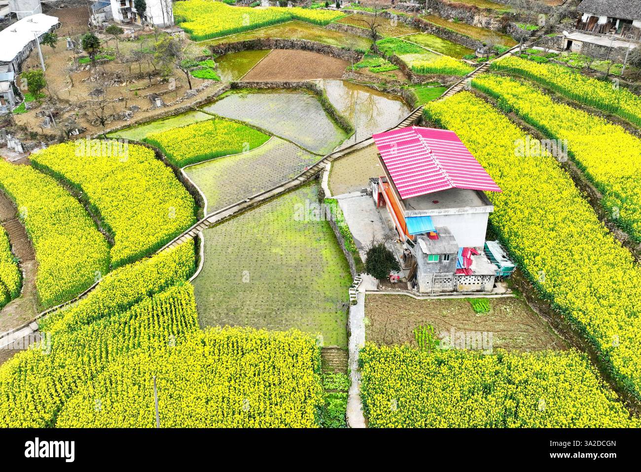Aerial photo shows blooming cole flowers in Chongqing, China, 10 March ...