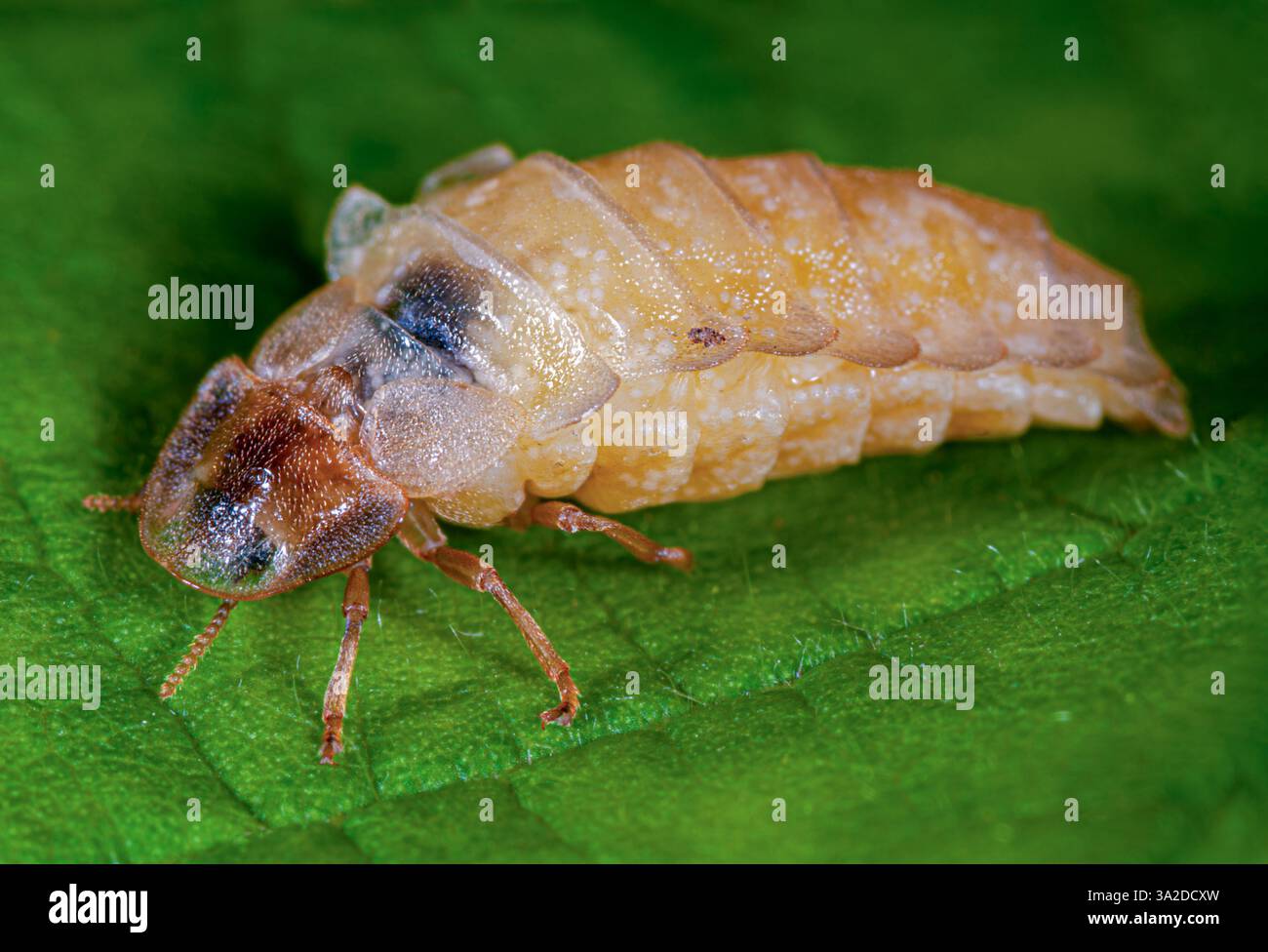 Portrait of an adult female firefly (Lamprohiza splendidula Stock Photo ...