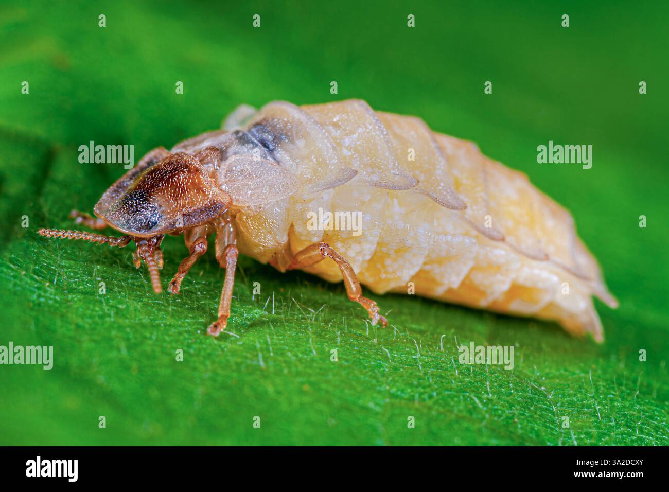 Portrait of an adult female firefly (Lamprohiza splendidula Stock Photo ...