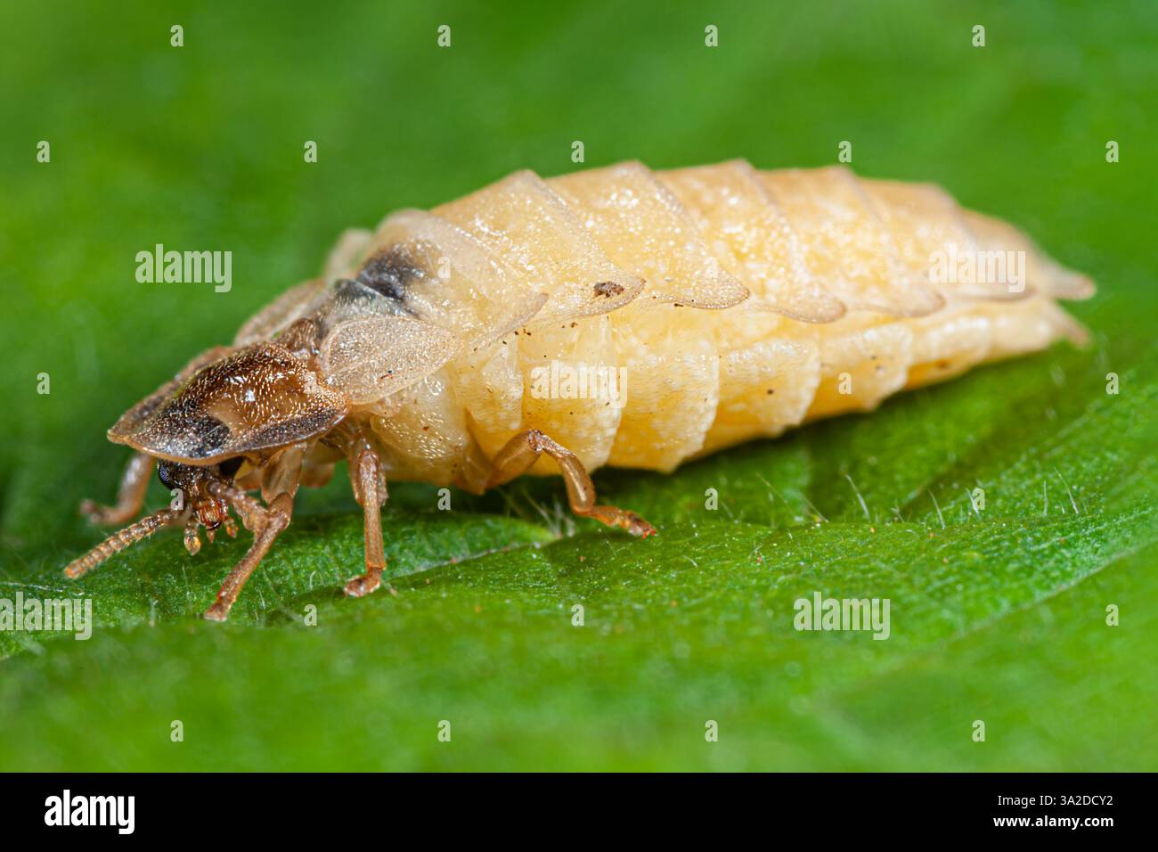 Portrait of an adult female firefly (Lamprohiza splendidula Stock Photo ...