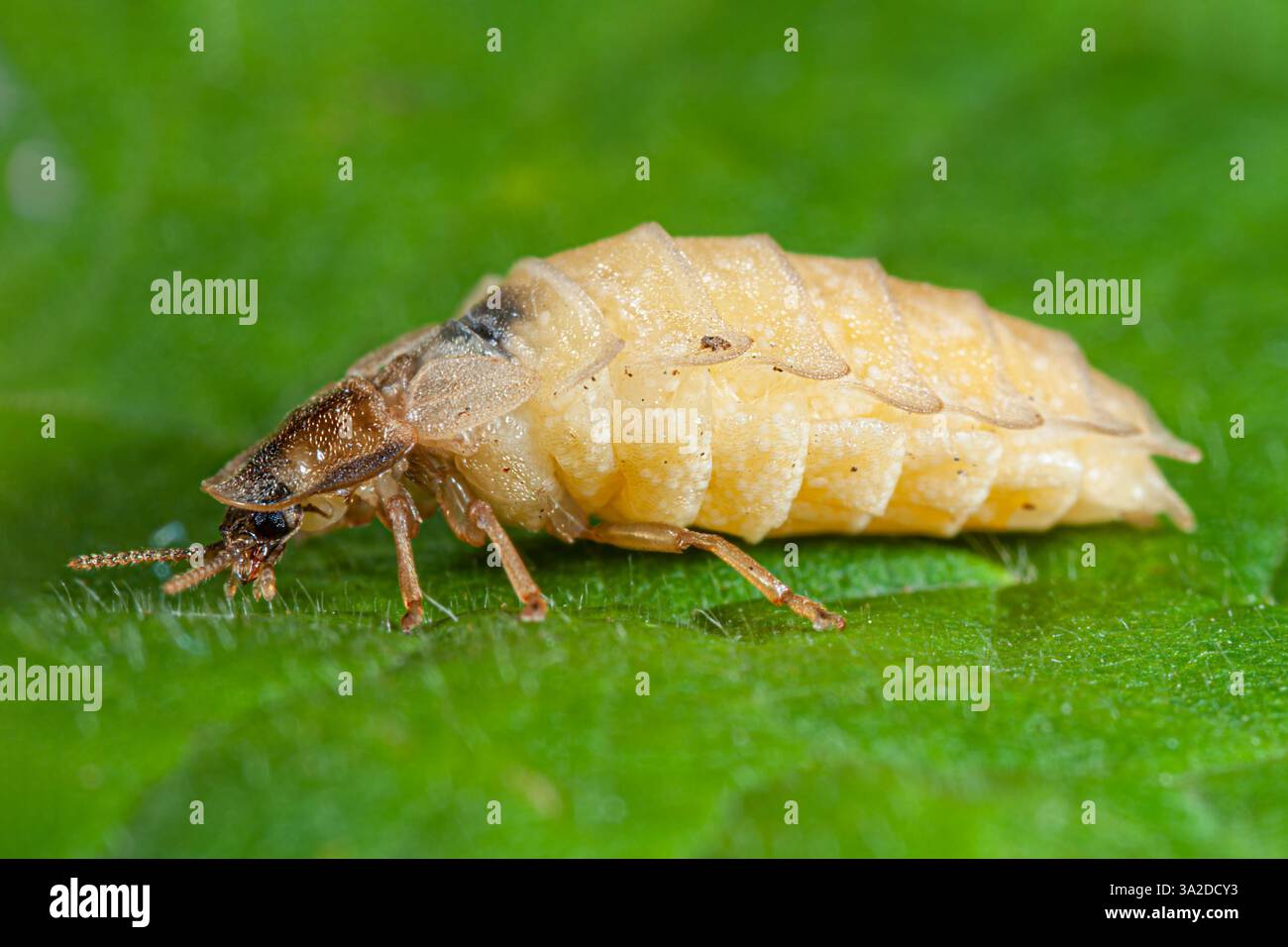 Portrait of an adult female firefly (Lamprohiza splendidula Stock Photo ...