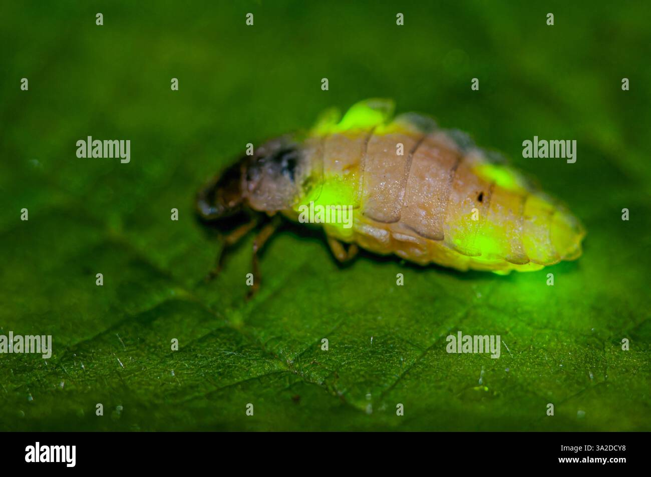 Luminous female firefly (Lamprohiza splendidula) attracts males with ...