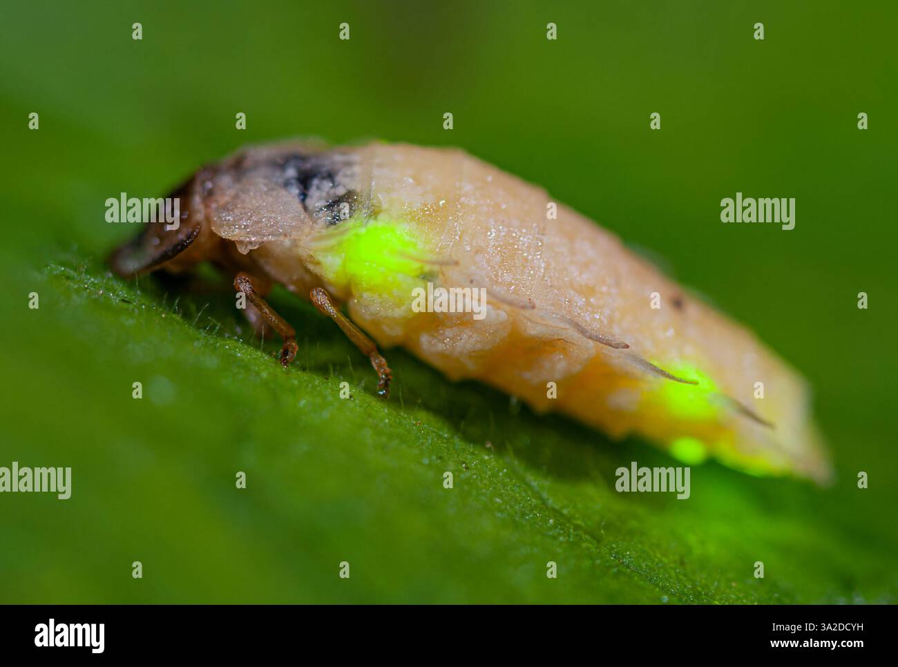 Portrait of an adult female firefly (Lamprohiza splendidula Stock Photo ...