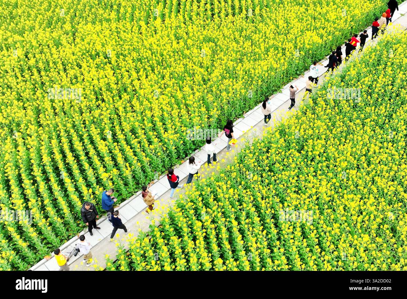 Aerial photo shows blooming cole flowers in Chongqing, China, 10 March ...