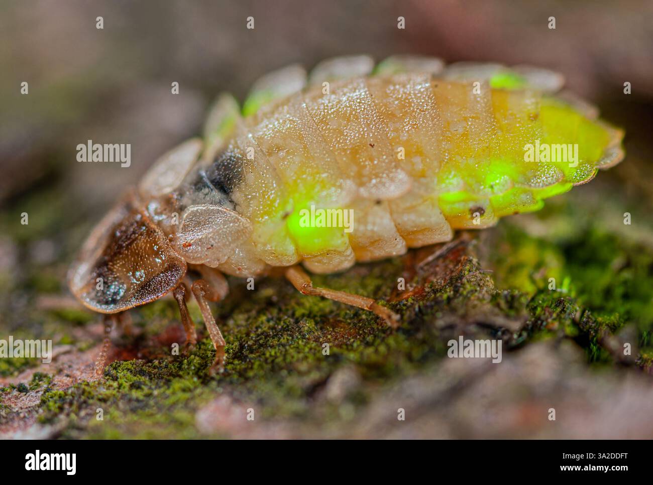 Luminous female firefly (Lamprohiza splendidula) attracts males with ...