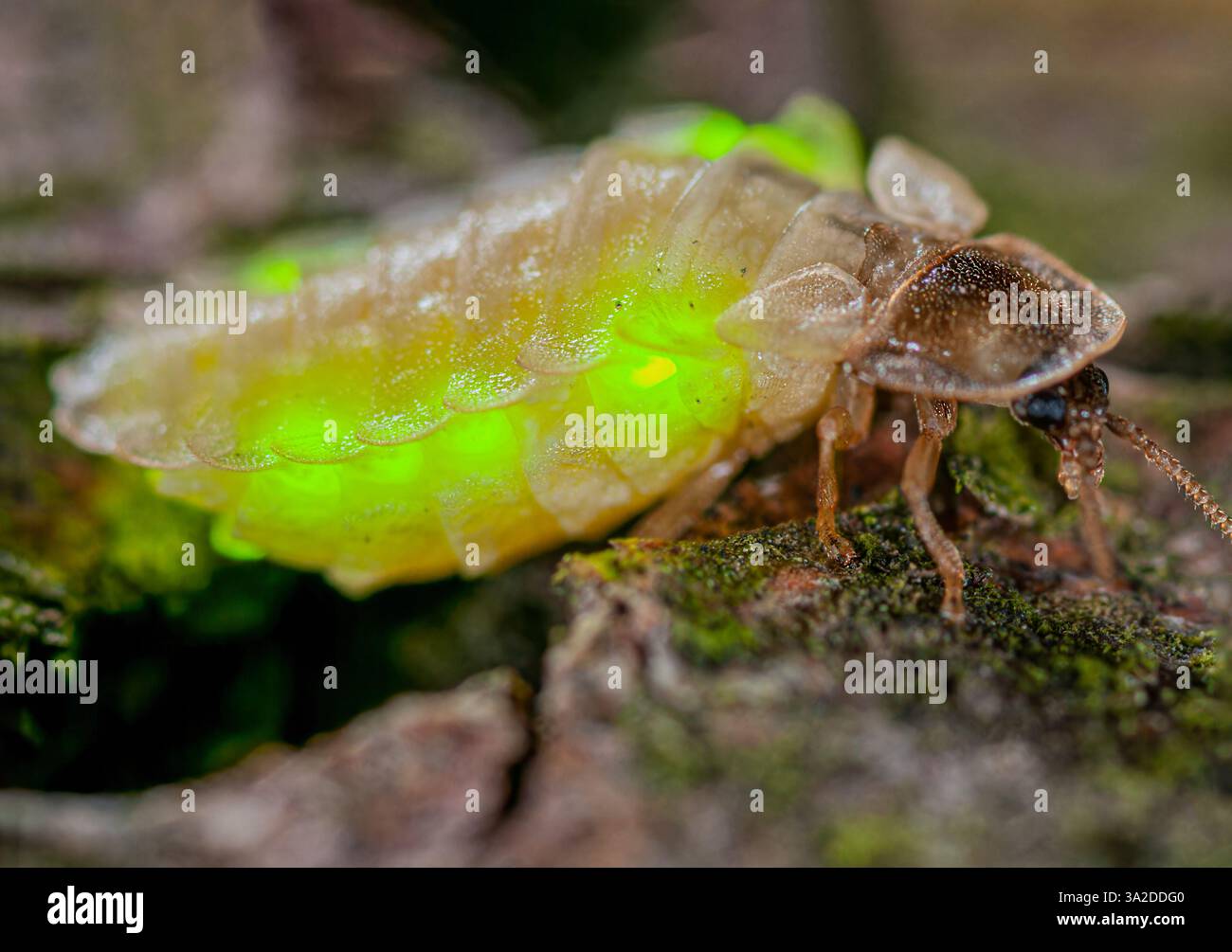 Female firefly (Lamprohiza splendidula) attracts males with its light ...