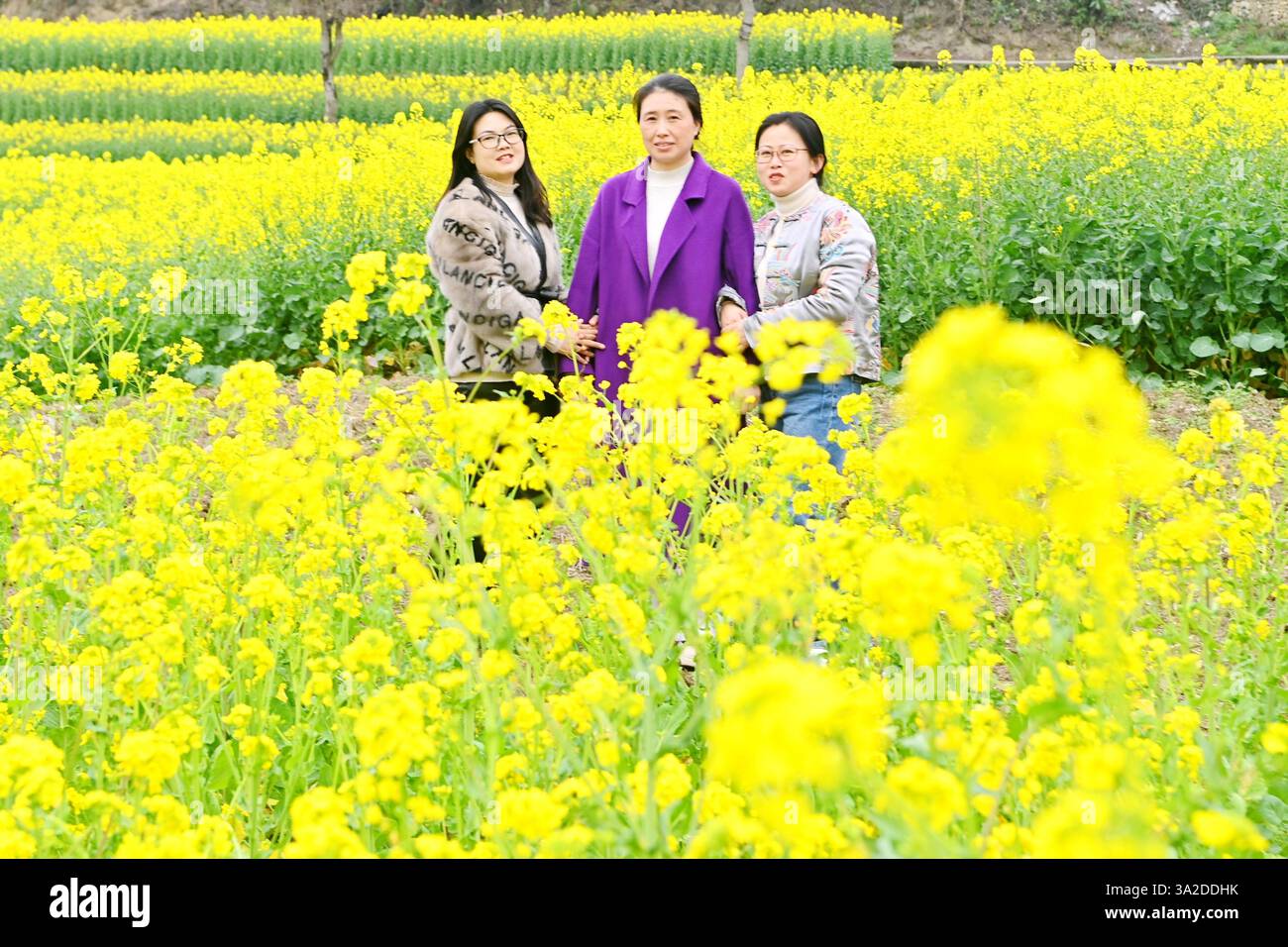 Aerial photo shows blooming cole flowers in Chongqing, China, 10 March ...