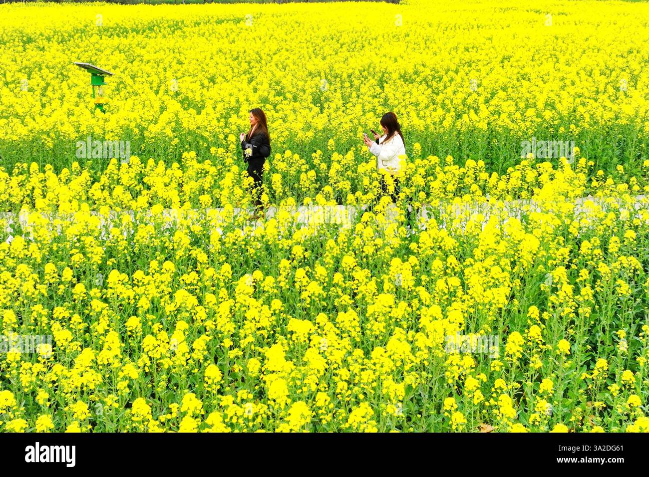 Aerial photo shows blooming cole flowers in Chongqing, China, 10 March ...