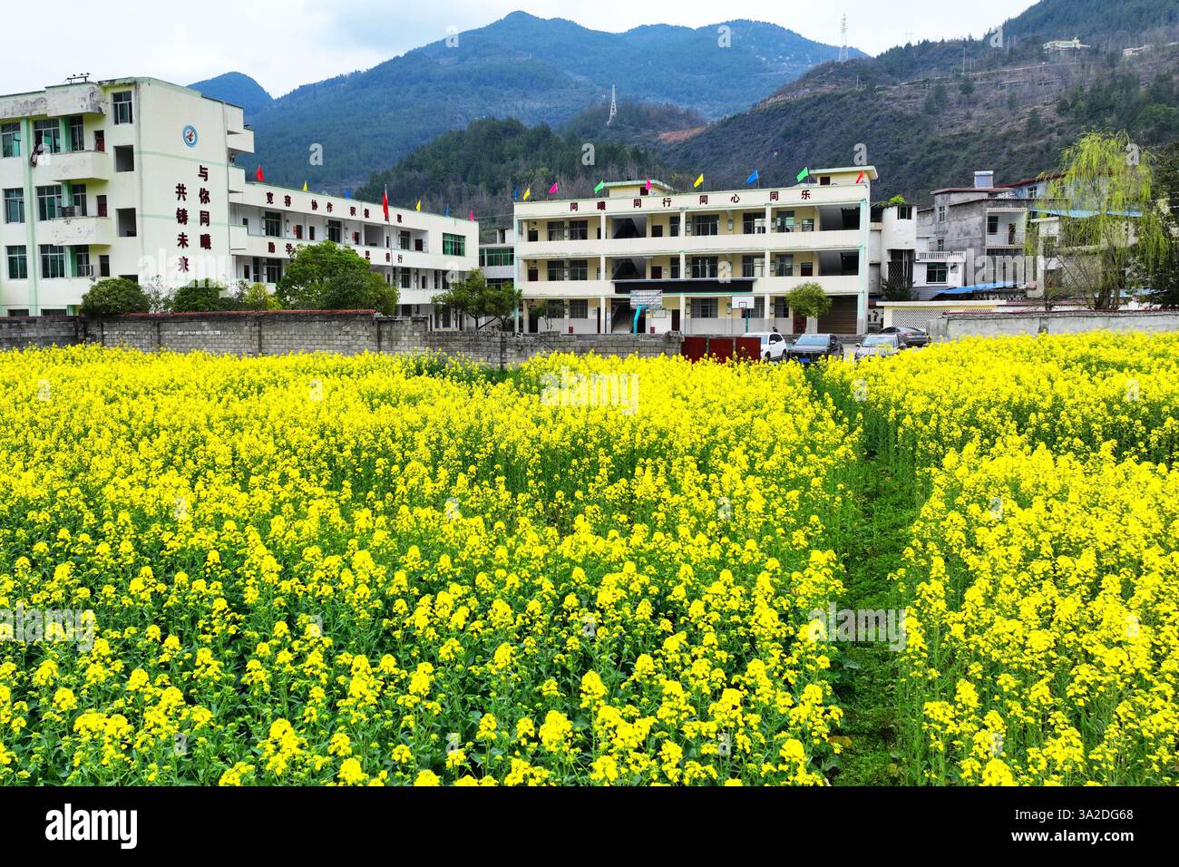 Aerial photo shows blooming cole flowers in Chongqing, China, 10 March ...