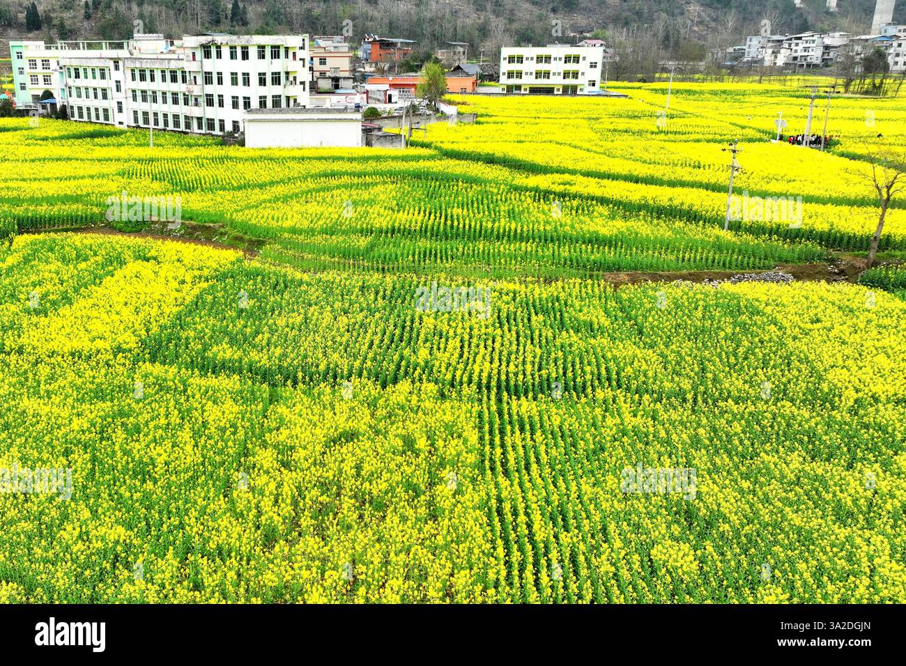 Aerial photo shows blooming cole flowers in Chongqing, China, 10 March ...