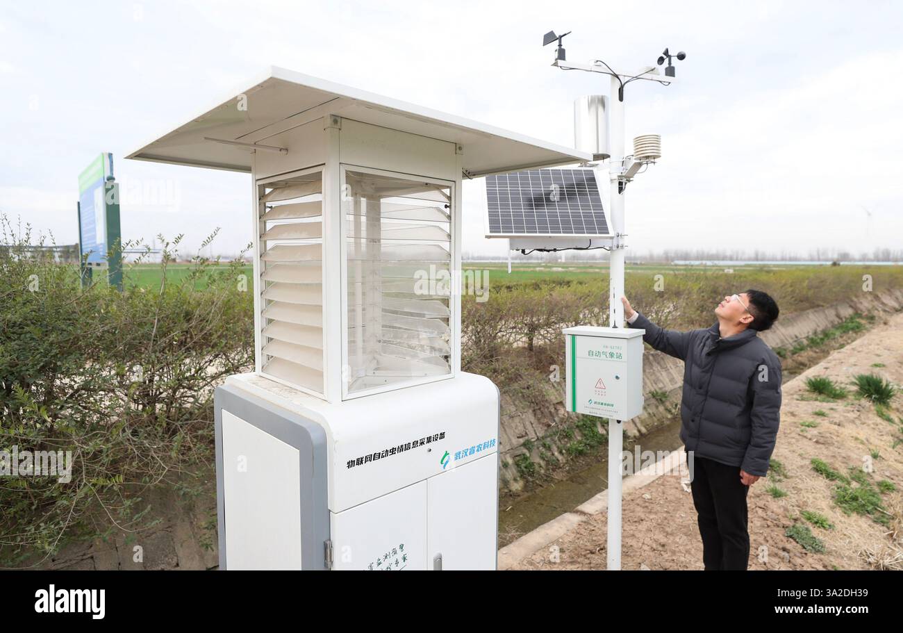 HUAI'AN, CHINA - MARCH 13, 2025 - Technicians look at pest monitoring ...