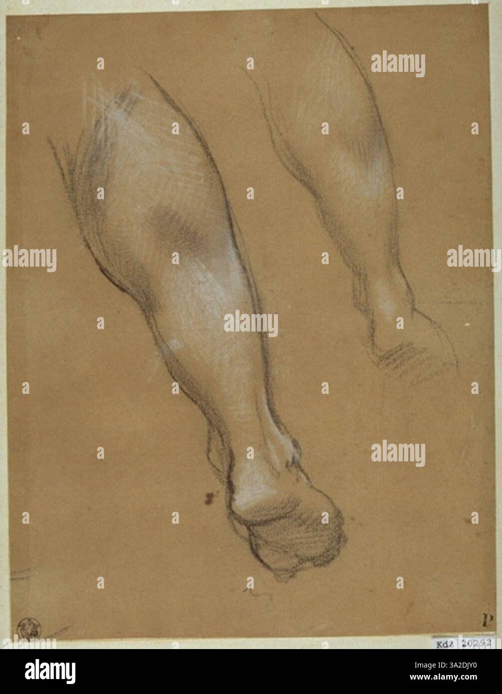 Study of a leg below the knee, focusing on anatomical structure and ...