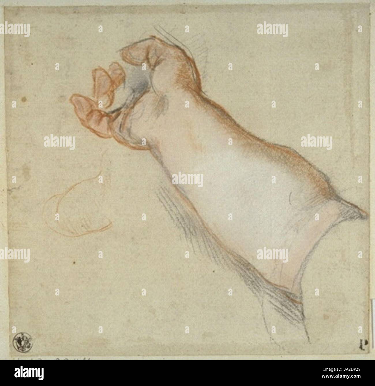 A focused study of the arm, specifically the hand and forearm, by ...