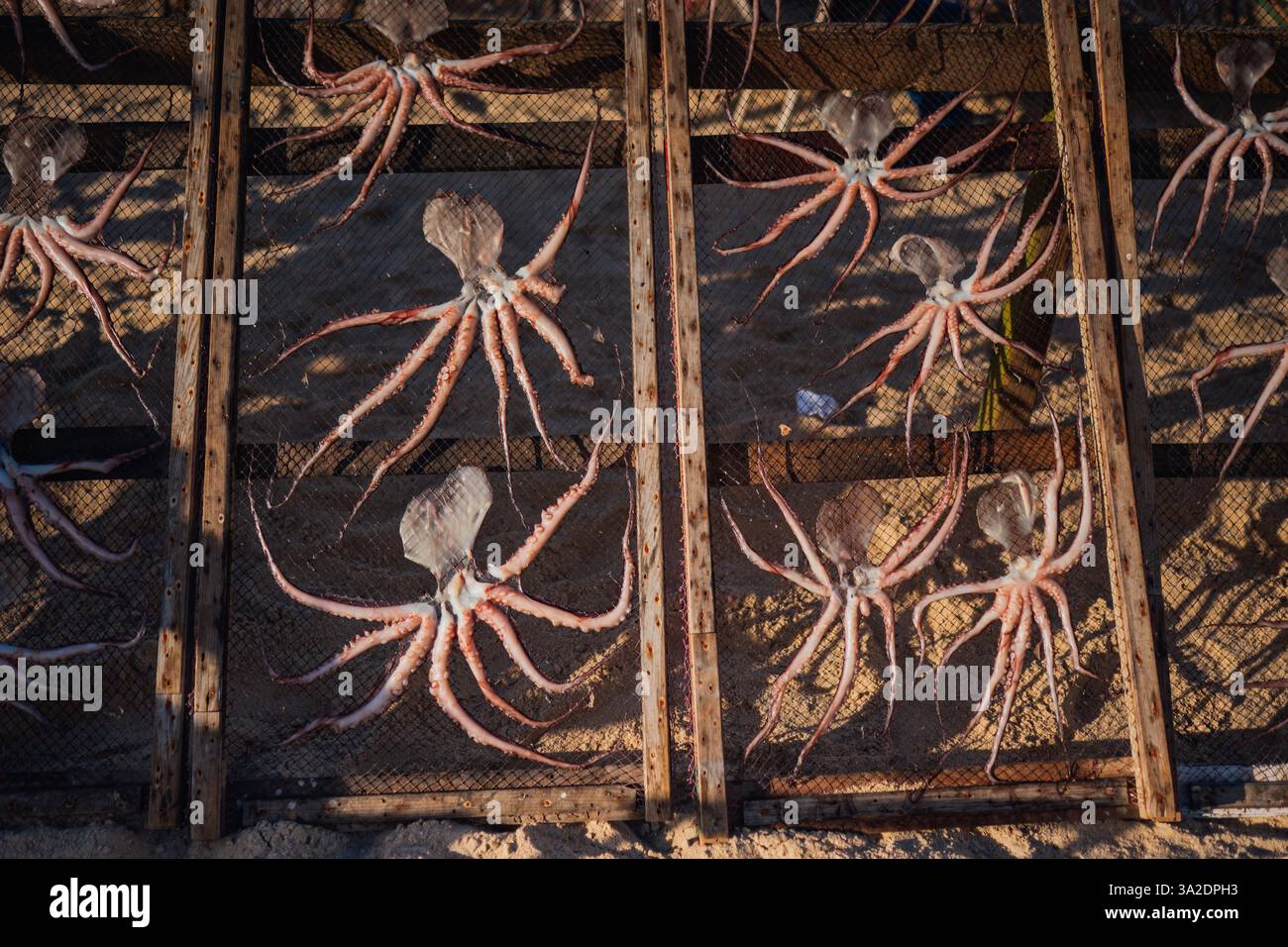 Sun-Dried Fish Museum is right on Nazaré’s main beach Stock Photo - Alamy