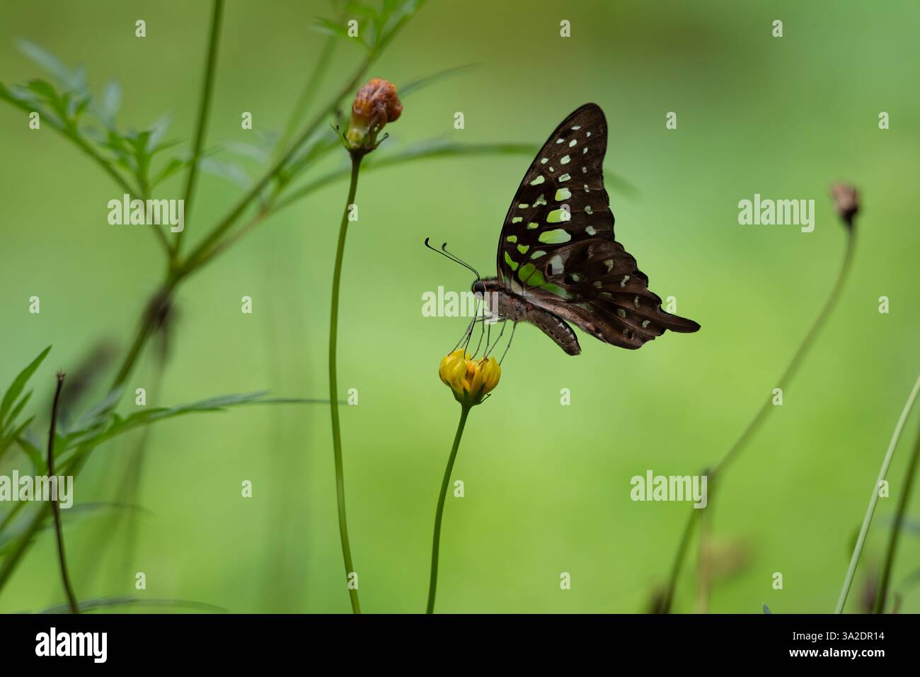 Graphium agamemnon papilionidae butterfly hi-res stock photography and ...