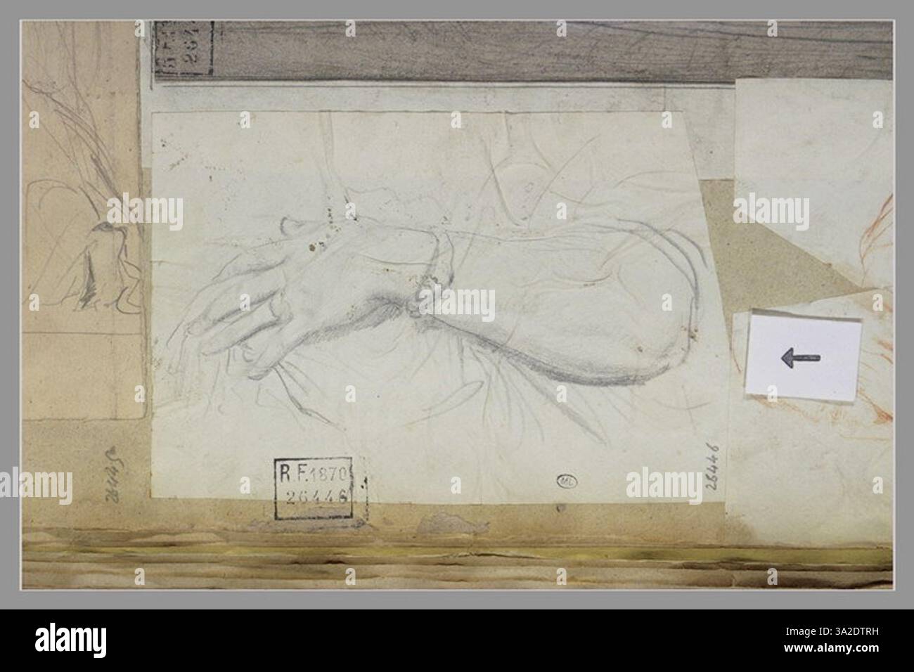This study focuses on the anatomy of a arm and hand, capturing the ...